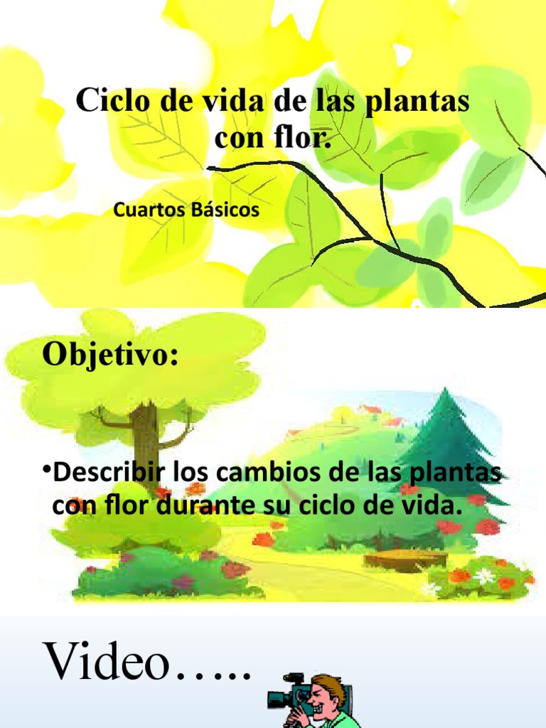 Ciclo de Vida de Plantas con Flor | PDF | Ciencia y matemáticas
