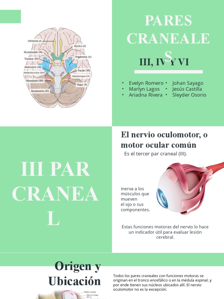 Pares Craneales 3, 4 y 6 | PDF | Cabeza y cuello humanos | Anatomía Pares Craneales 3, 4 y 6 | PDF | Cabeza y cuello humanos | Anatomía