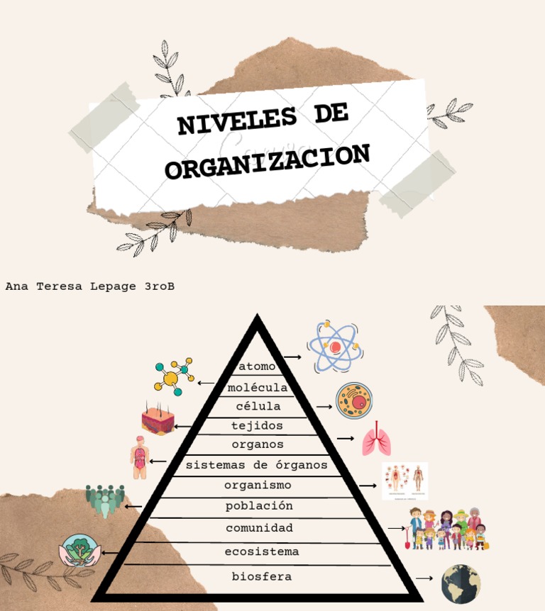 Niveles de Organizacion | PDF