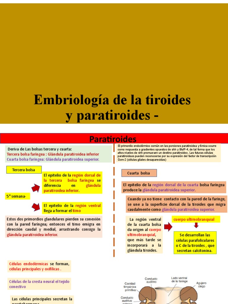 Embriología de La Tiroides | PDF | Páncreas | Tiroides