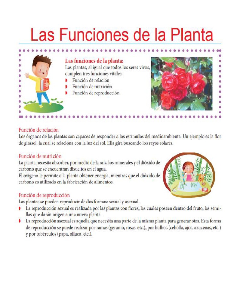 Las Plantas y Sus Funciones | PDF
