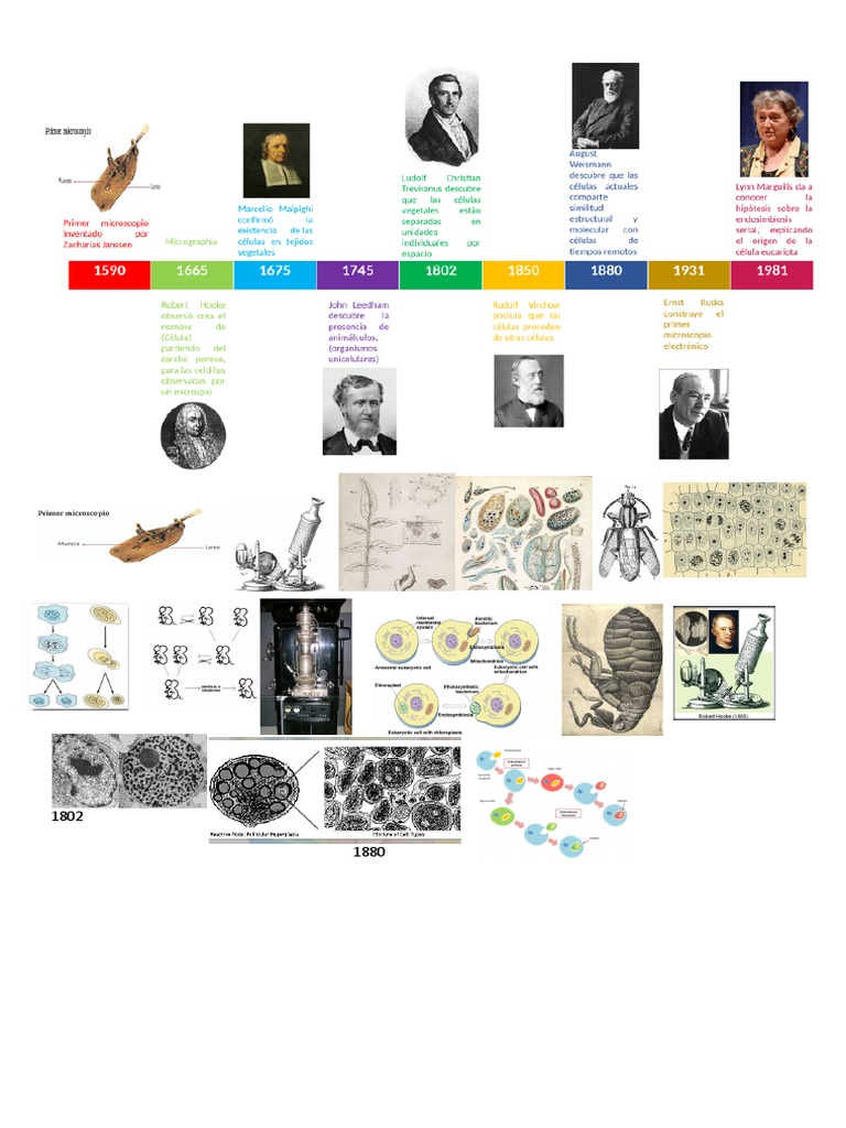 Biología Linea Del Tiempo Celular | PDF Biología Linea Del Tiempo Celular | PDF