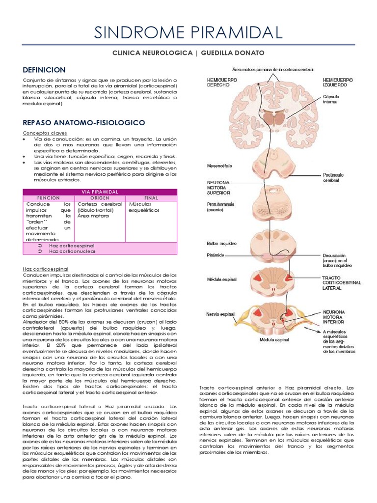 Síndrome Piramidal: Guía Clínica | PDF
