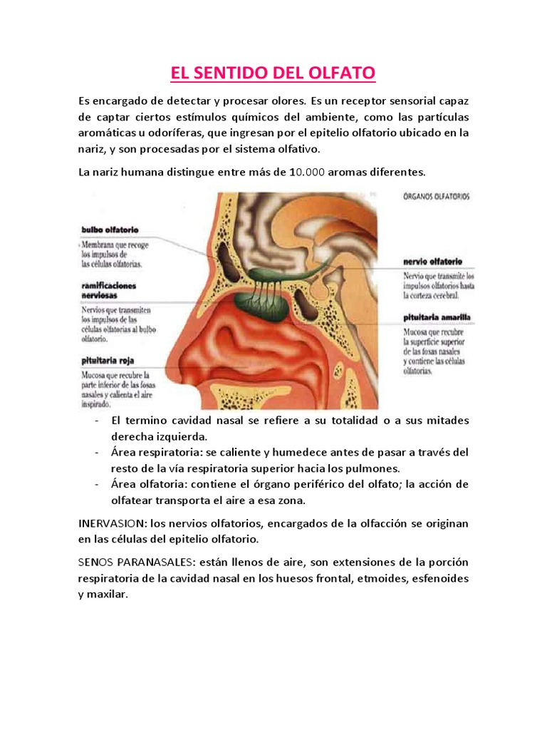 Anatomía y Función del Olfato | PDF | Piel | Anatomía