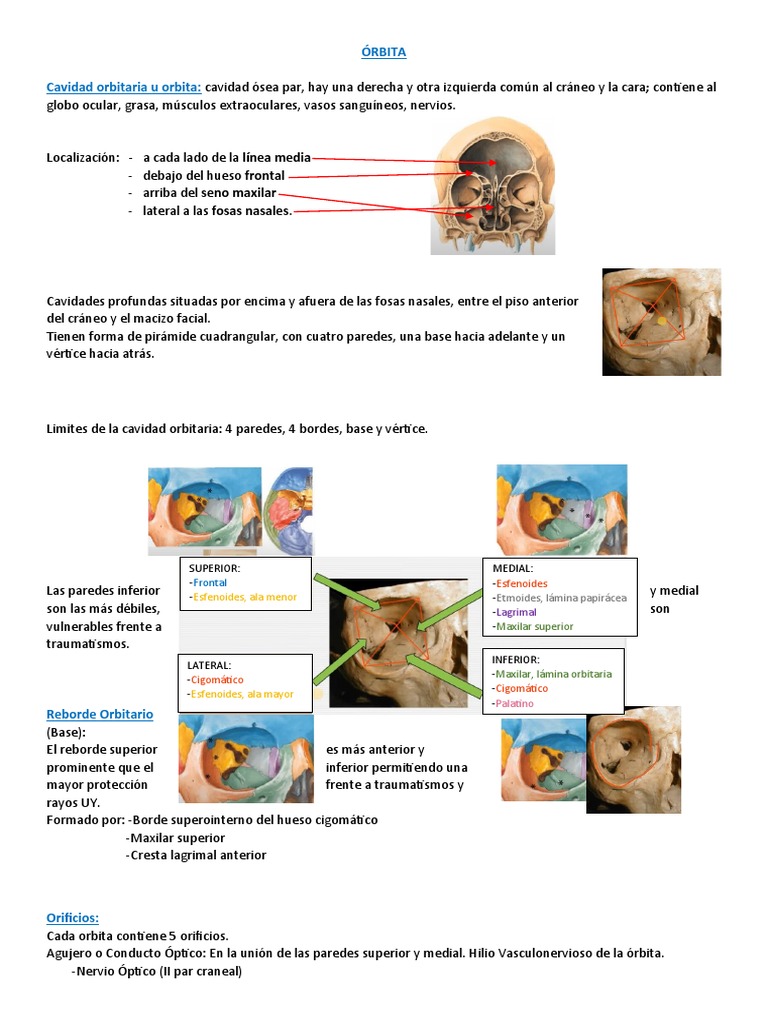 Órbita Cavidad Orbitaria U Orbita:: Medial: - Superior | PDF | Ojo ...