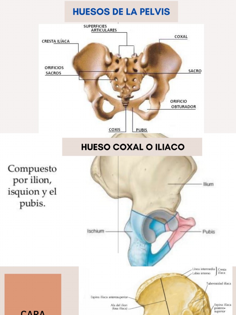 Huesos de La Pelvis | PDF