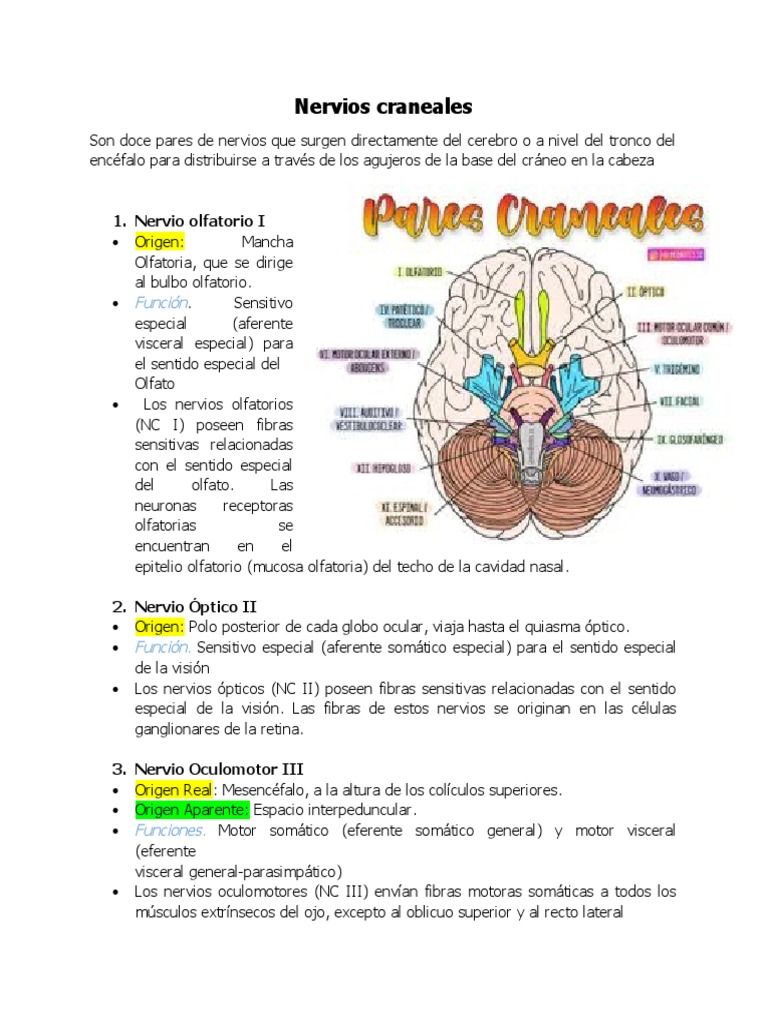 Nervios Craneales | PDF | Anatomía | Anatomía humana