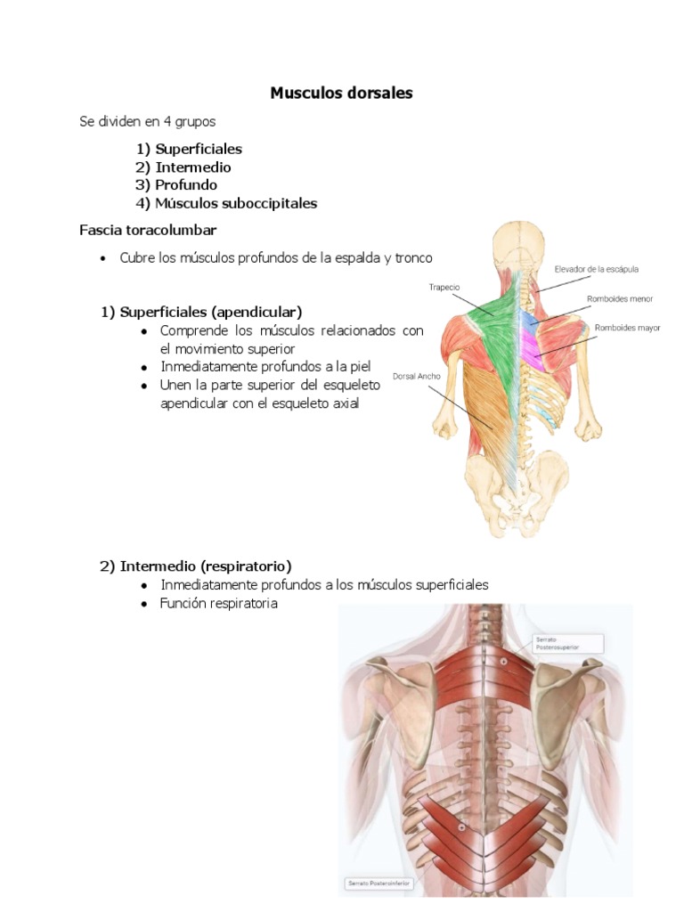 Anatomía de los Músculos Dorsales | PDF | La columna vertebral | Abdomen