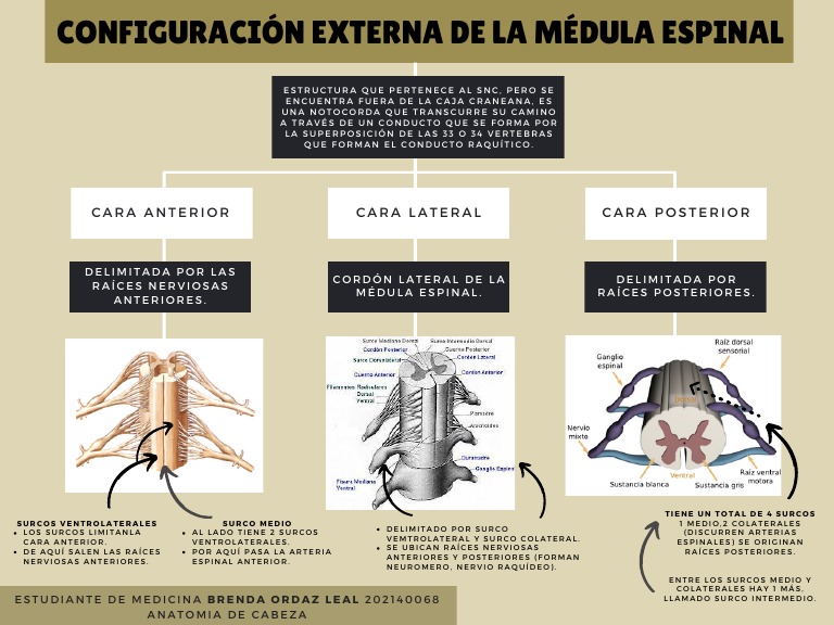 Mapa Configuracion Ext Medula Espinal | PDF