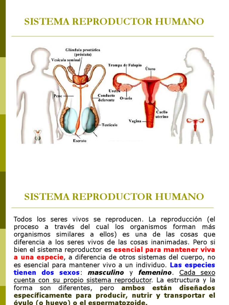 Tema - SISTEMA REPRODUCTOR HUMANO | PDF | Testículo | Sistema reproductivo