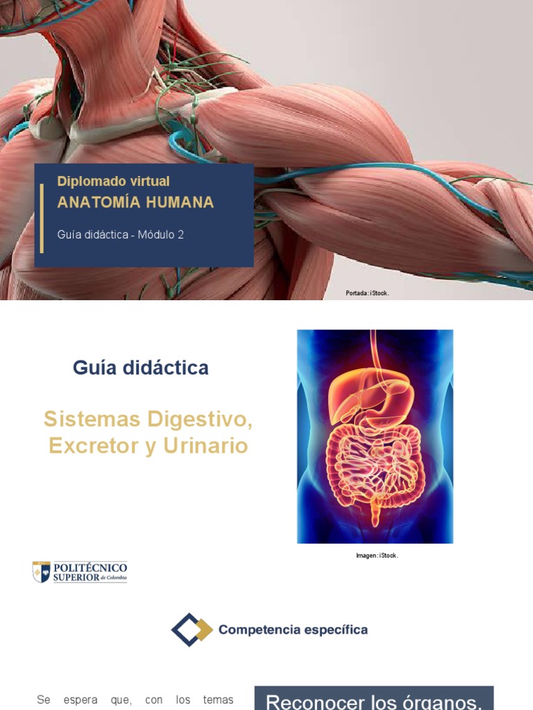 GD2-Anatomía Humana | PDF | Estómago | Riñón