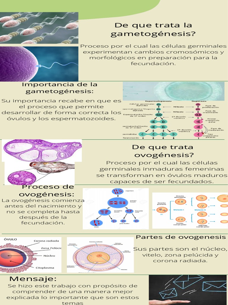 Gametogénesis y Ovogénesis | PDF