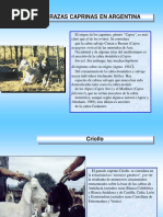 Chonis y Canis | PDF