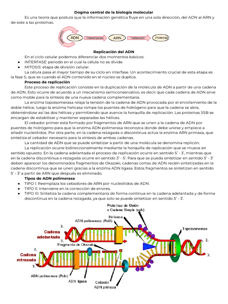 Replicación y Transcripción del ADN | PDF | Adn | Rna