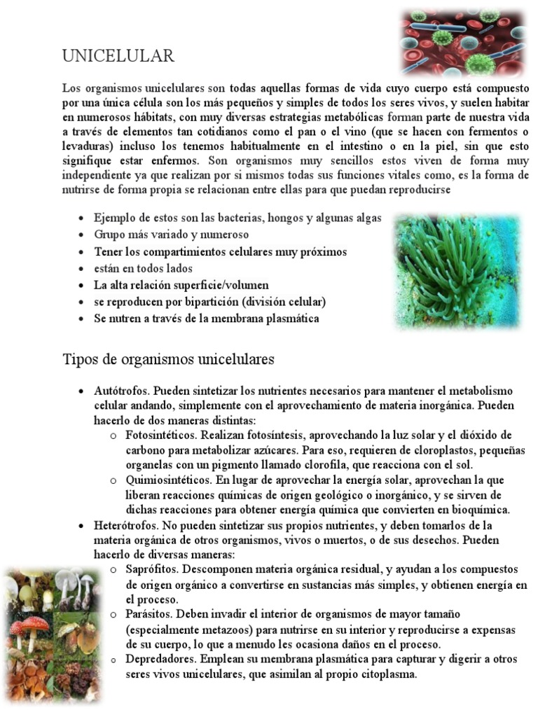 Unicelular: Tipos de Organismos Unicelulares | PDF | Organismos ...