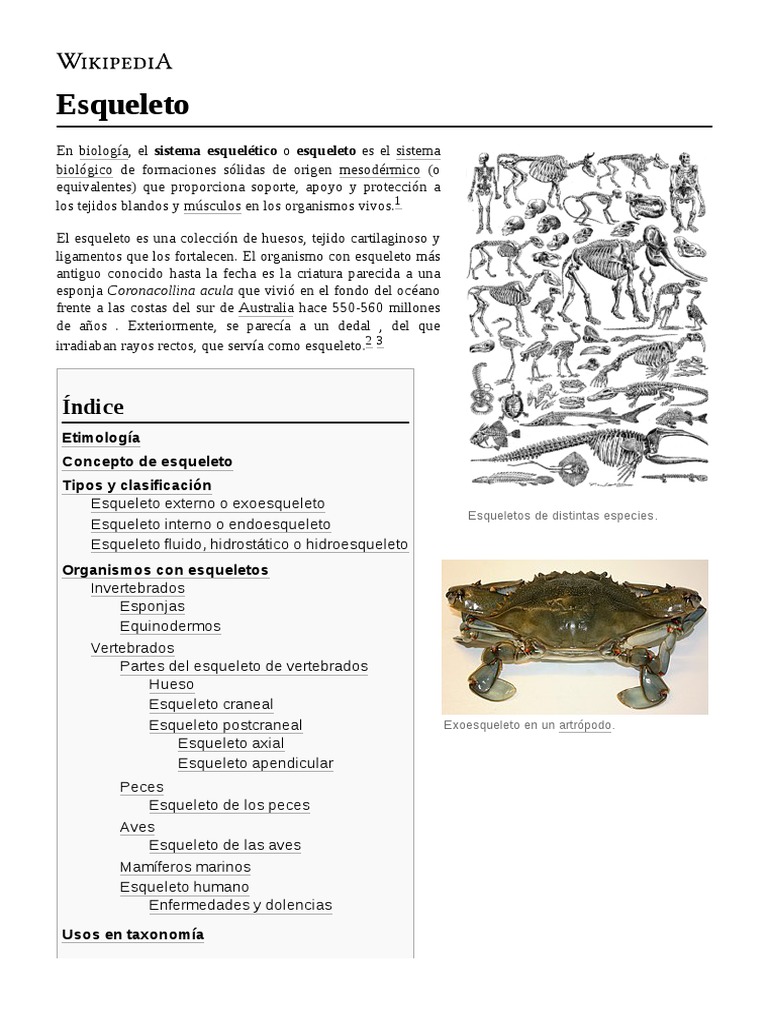 Esqueleto | PDF | Esqueleto | Vértebra
