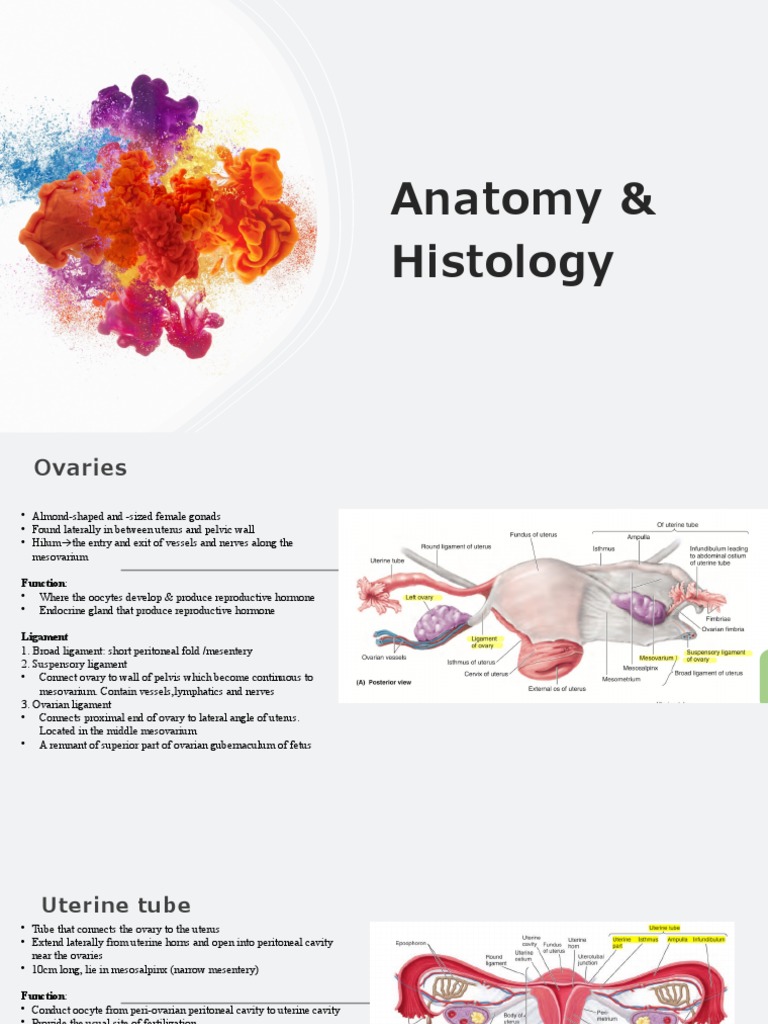 Anatomy & Histology of Ovary & Uterine Tube | PDF | Uterus | Ovary