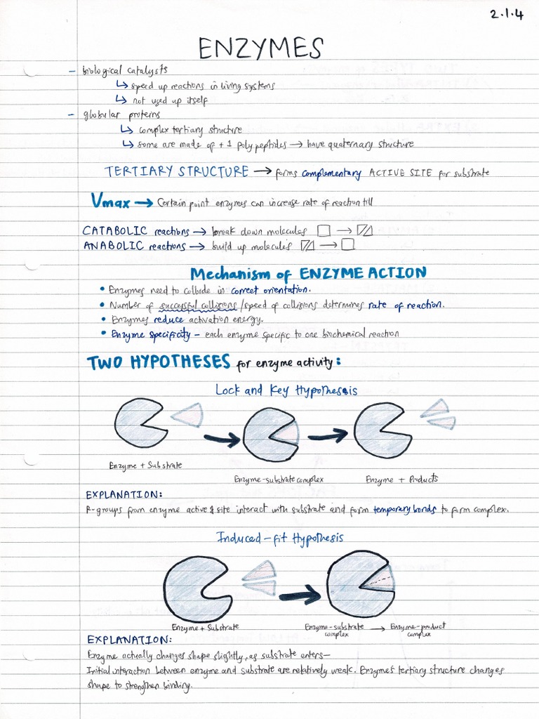OCR A - A Level Biology - Enzymes | PDF