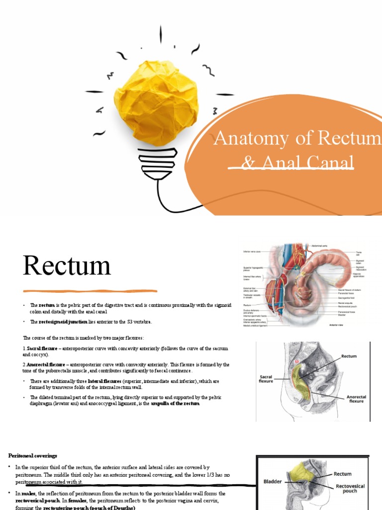 Anatomy & Histology of Rectum & Anal Canal | PDF | Rectum | Anatomical Terms Of Location