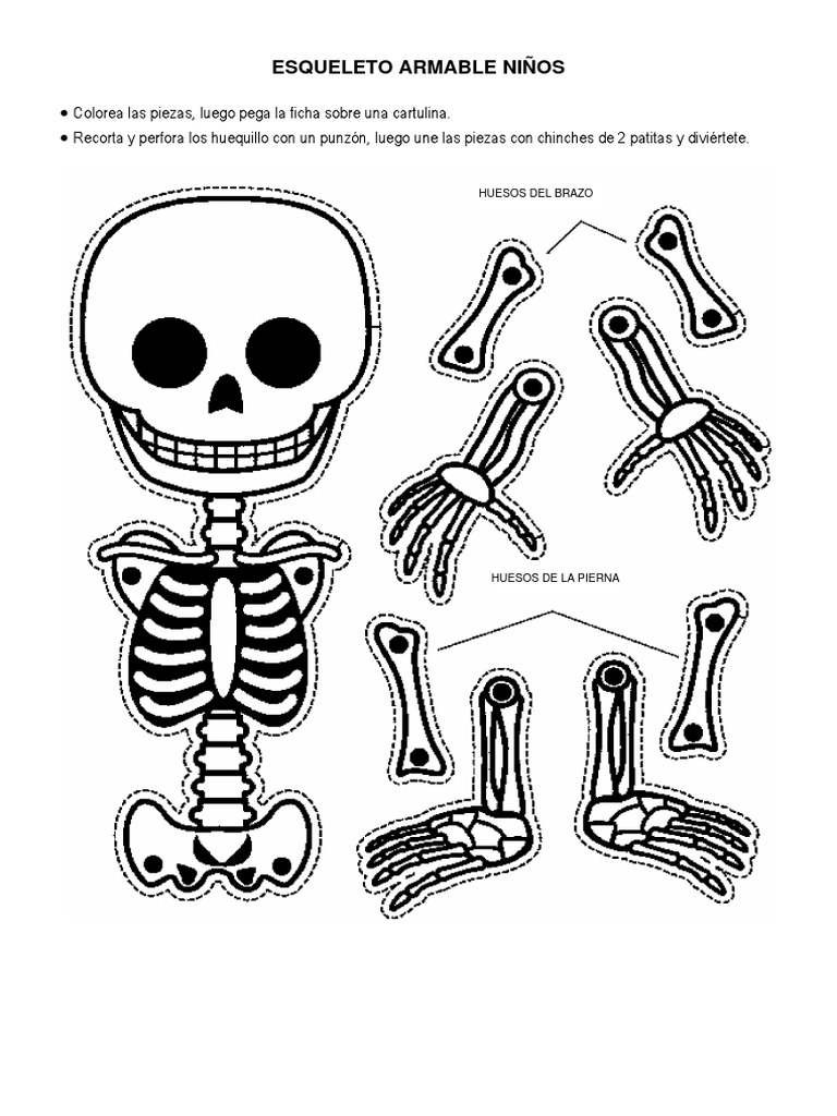 Esqueleto Armable Niños | PDF