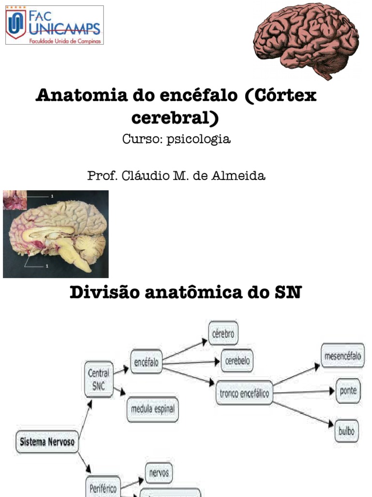 Aula Cerebro Telencefalo 03 Pdf Cérebro Sistema Nervoso Central
