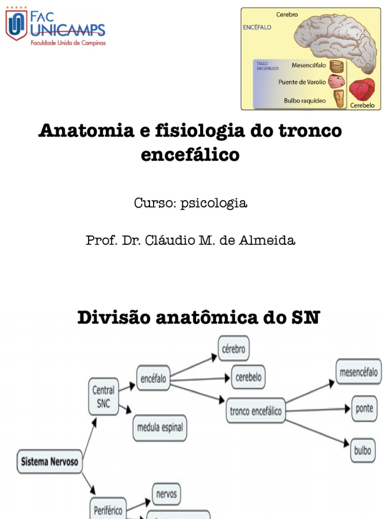 Aula - Cerebro - Tronco Encefalico - Claudio | PDF