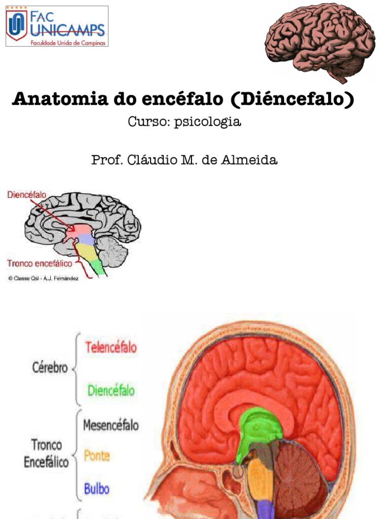 Aula Diéncefalo 04 | PDF