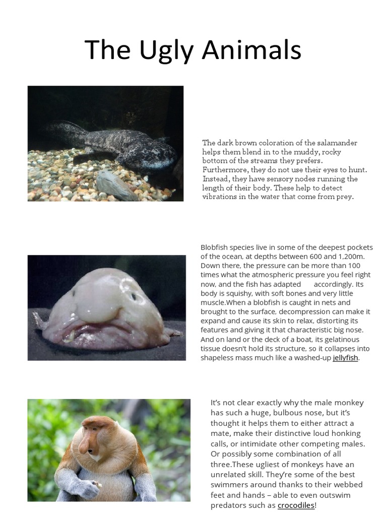 The Ugly Animals | PDF | Social Science | Home & Garden