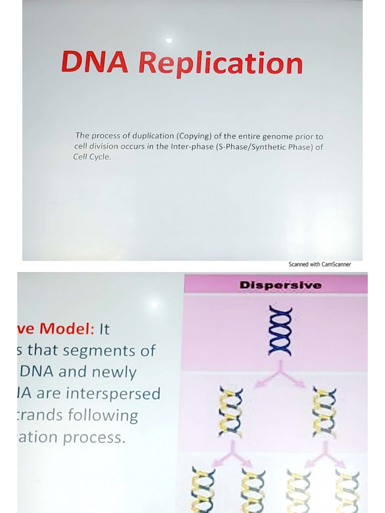 DNA Replication | PDF