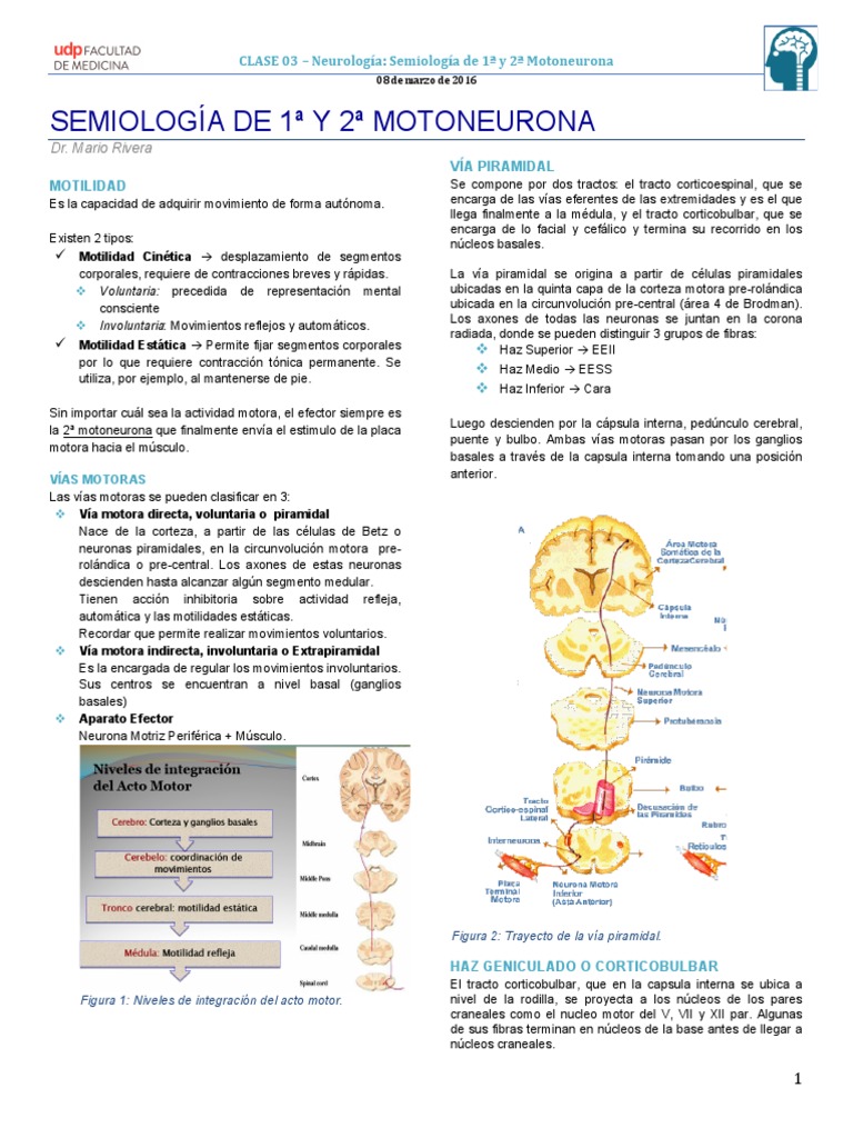 Semiología de Motoneuronas 1 y 2 | PDF | Neurona motora | Sistema nervioso
