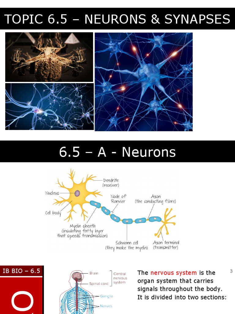 6.5 Neurons Synapses | PDF | Chemical Synapse | Action Potential