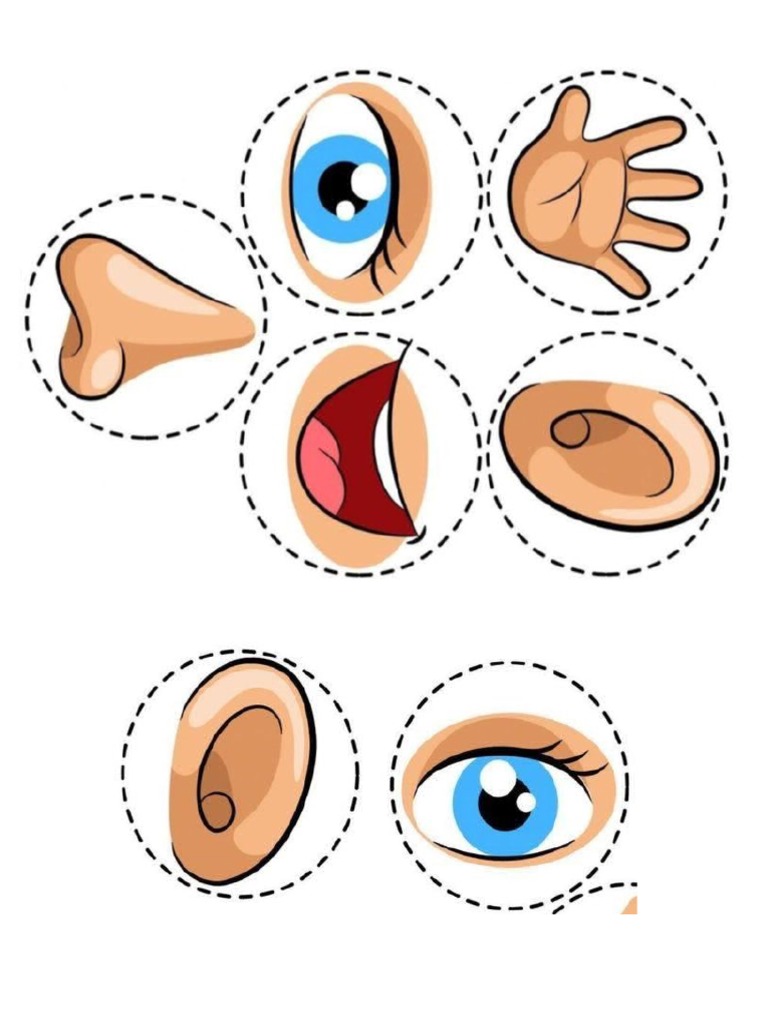 ACTIVIDADES LOS 5 SENTIDOS | PDF