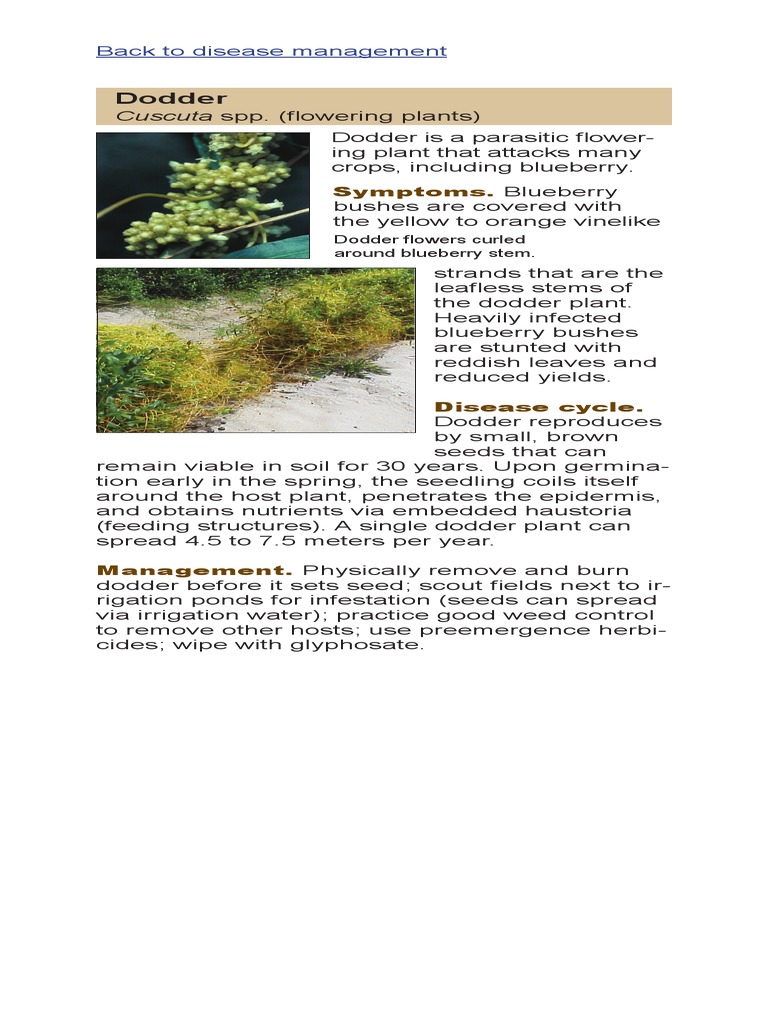 Dodder | PDF