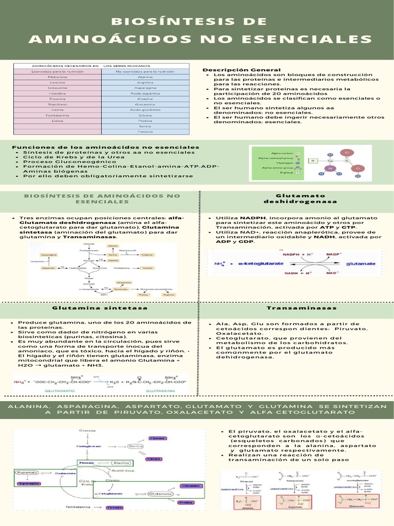 Biosíntesis De Aminoácidos No Esenciales Pdf Transaminasa Biosíntesis