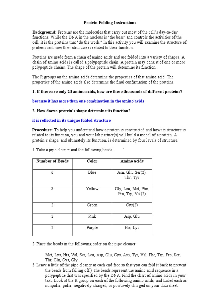 Protein Folding Activity | PDF | Protein Structure | Proteins