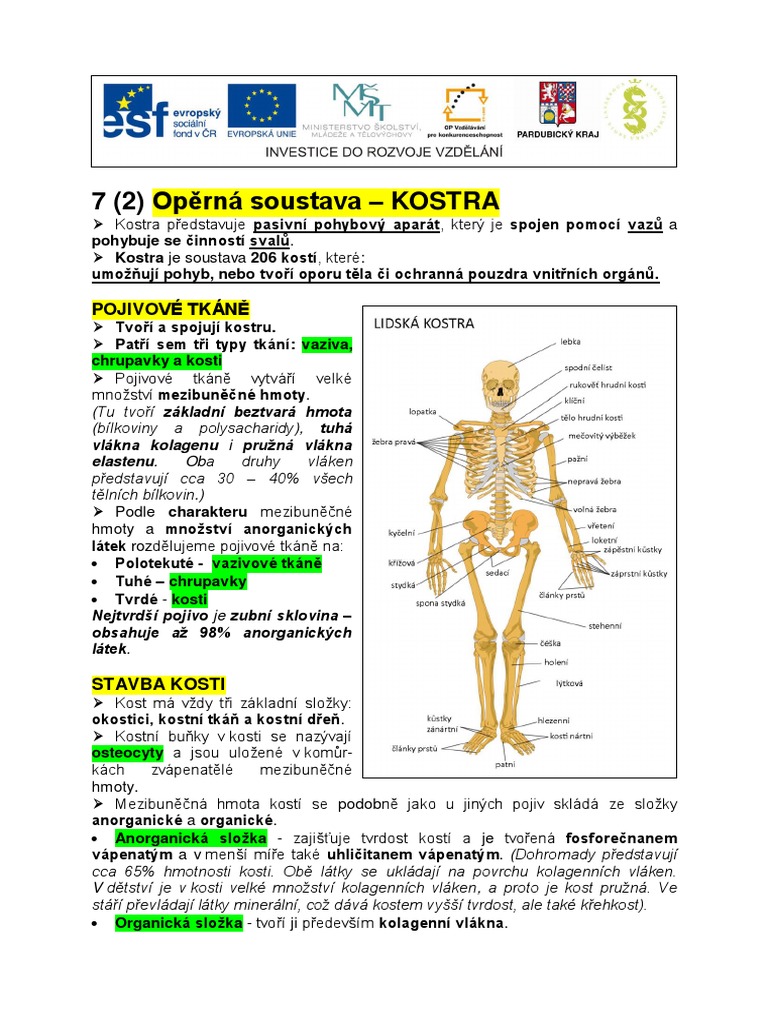 fyziologie-a-anatomie-cloveka---operna-soustava---kostra | PDF