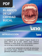 Anatomía Detallada de los Labios | PDF | Anatomía humana | Cabeza y ...