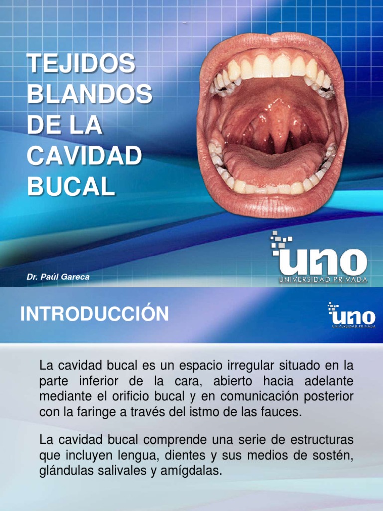 2 Tejidos Blandos de La Cavidad Bucal | PDF | Lengua | Labio