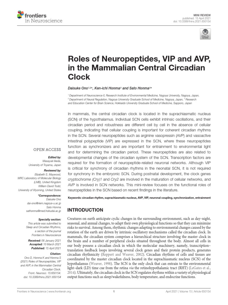 Ono Et Al 2021 Frontiers in Neuroscience | PDF | Circadian Rhythm | Clock Ono Et Al 2021 Frontiers in Neuroscience | PDF | Circadian Rhythm | Clock