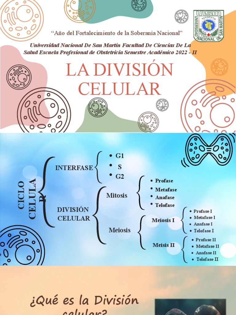 La División Celular | PDF
