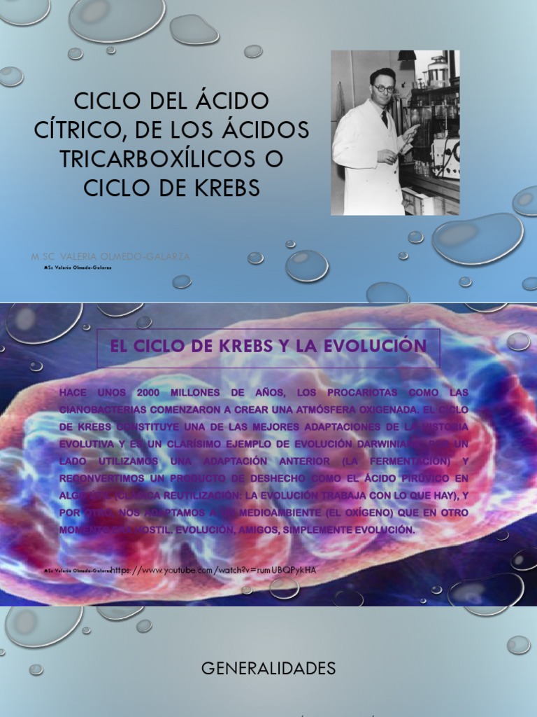 Ciclo Del Acido Cítrico o Ciclo de Krebs | PDF | Ciclo del ácido ... Ciclo Del Acido Cítrico o Ciclo de Krebs | PDF | Ciclo del ácido ...
