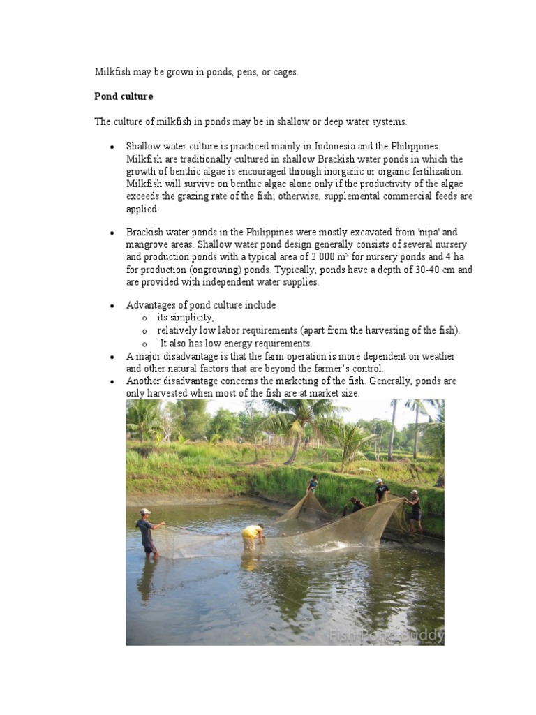 Growing Milkfish in Ponds, Pens and Cages | PDF | Pond | Aquaculture