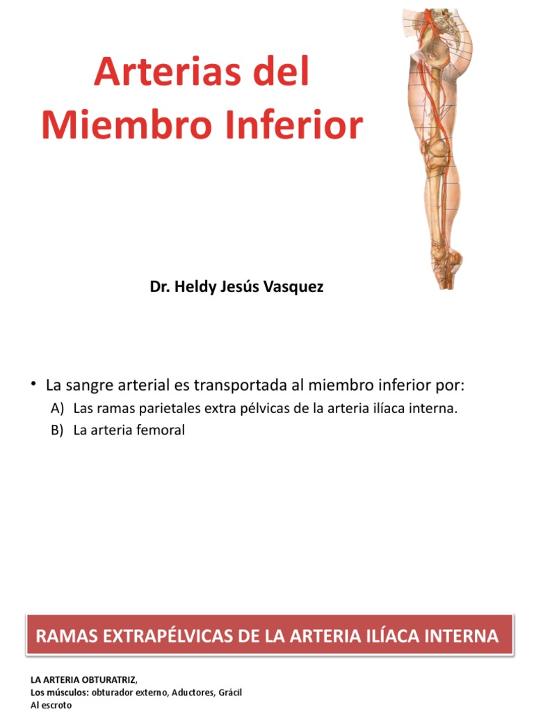 Arterias Del Miembro Inferior Rouviere | PDF | Pierna humana | Tejido suave