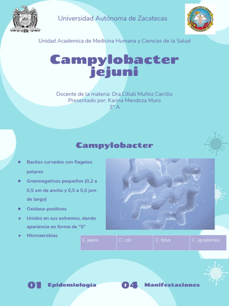 Campylobacter Jejuni | PDF | Inflamación | Heces