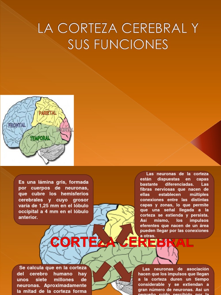 Capas de la Corteza Cerebral | PDF | Lóbulo frontal | Cerebelo