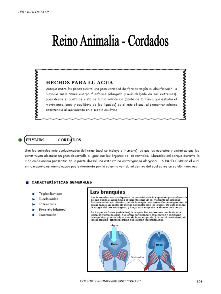 IV Bim - 2do. Año - Bio - Guía 1 - Reino Animalia | PDF | Pescado | Vertebrados