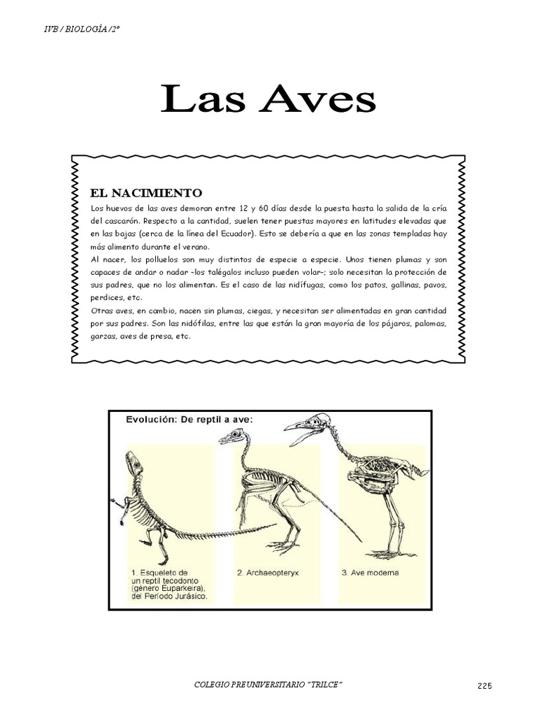 IV Bim - 2do. Año - Bio - Guía 4 - Las Aves | PDF | Aves | Sistema digestivo humano