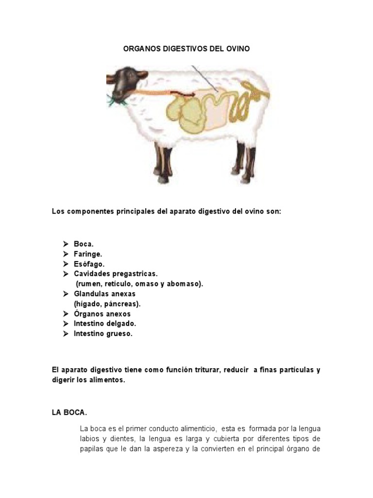Organos Digestivos Del Ovino | PDF | Digestión | Sistema digestivo humano