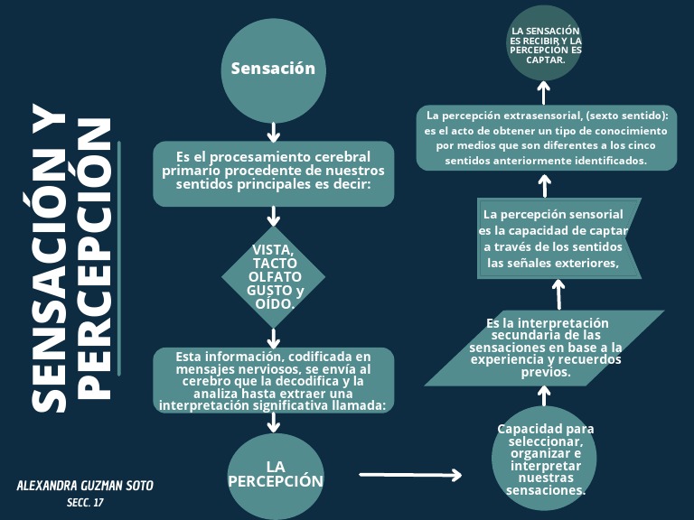 Mapa Mental de La Sensacion y Percepcion | PDF | Percepción | Cerebro