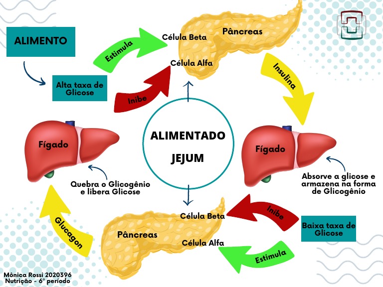 Estado Jejum e Alimentado | PDF